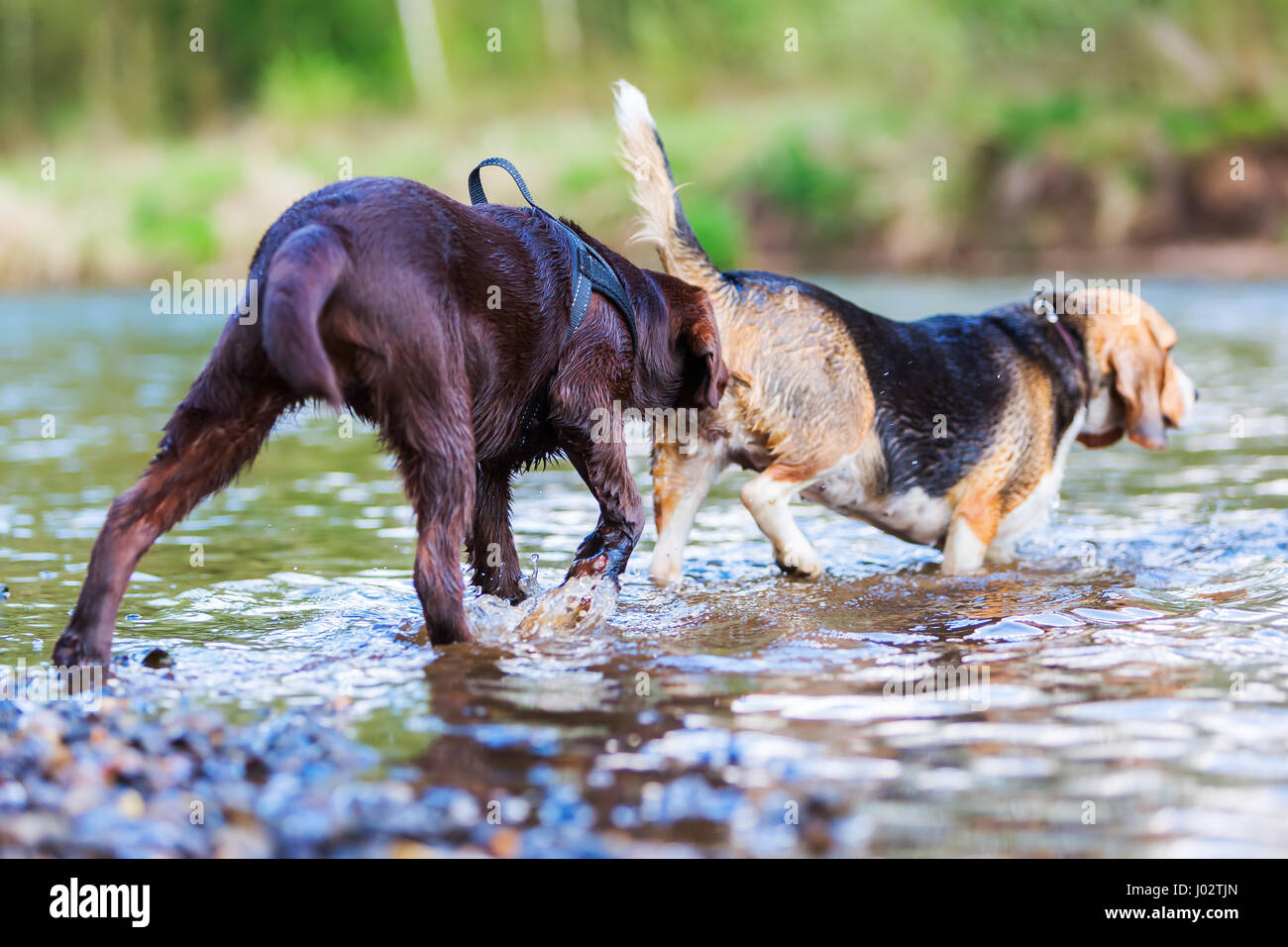 Sniffling High Resolution Stock Photography and Images - Alamy