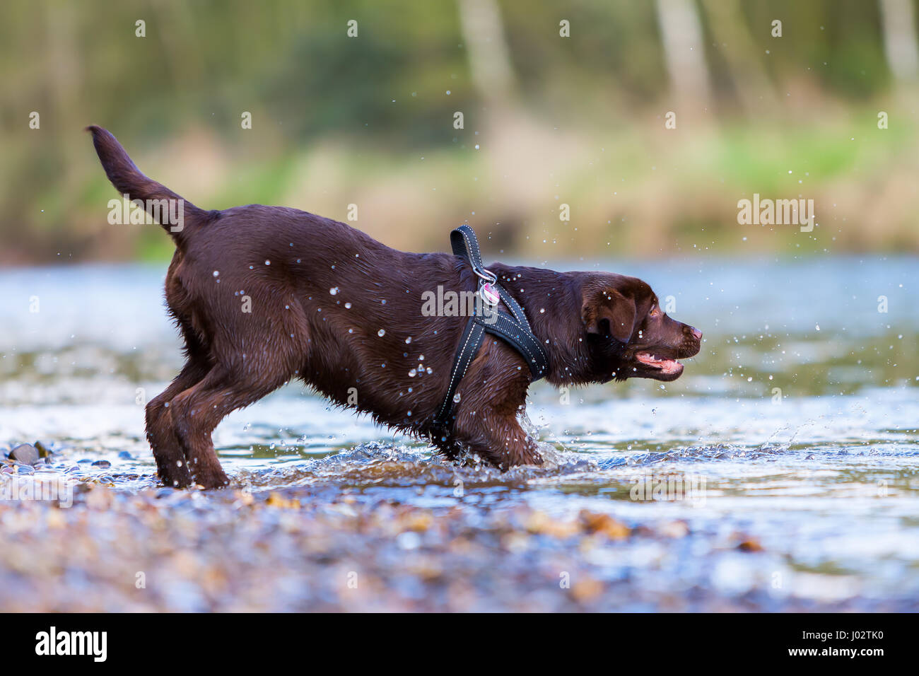 picture of a Labrador puppy in the river Stock Photo - Alamy