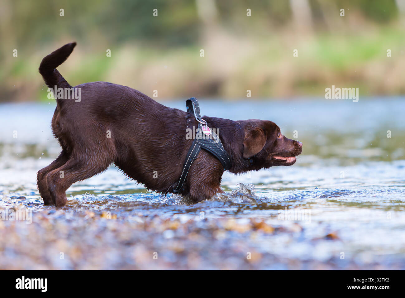 picture of a Labrador puppy in the river Stock Photo - Alamy