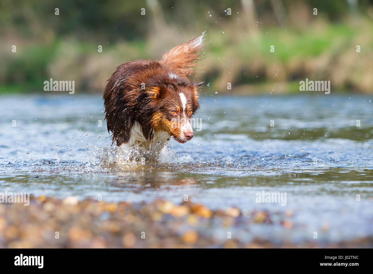 Australian shepherd dog running in hi-res stock photography and images ...