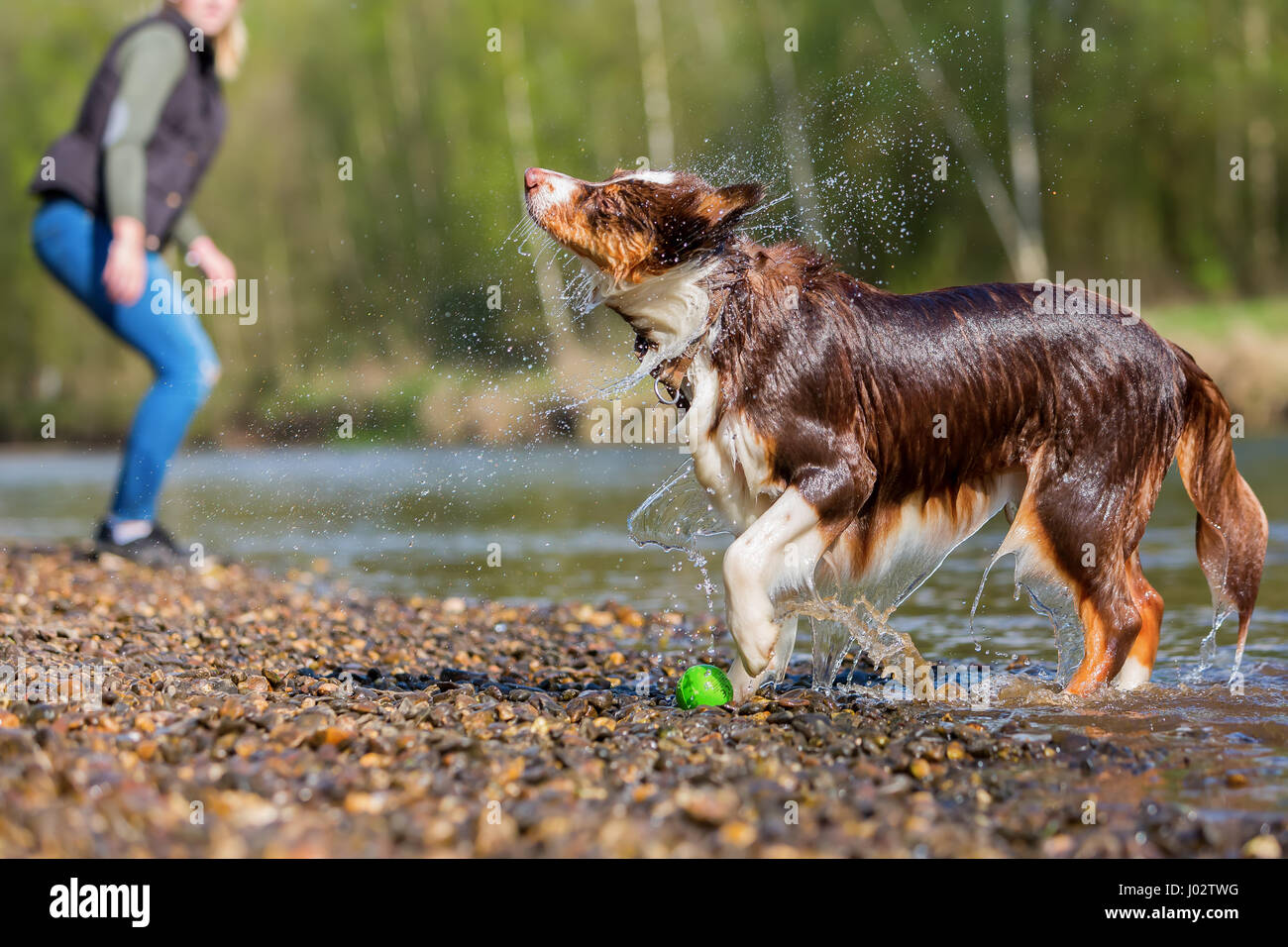 Australian Shepherd dog shaking the wet fur Stock Photo - Alamy