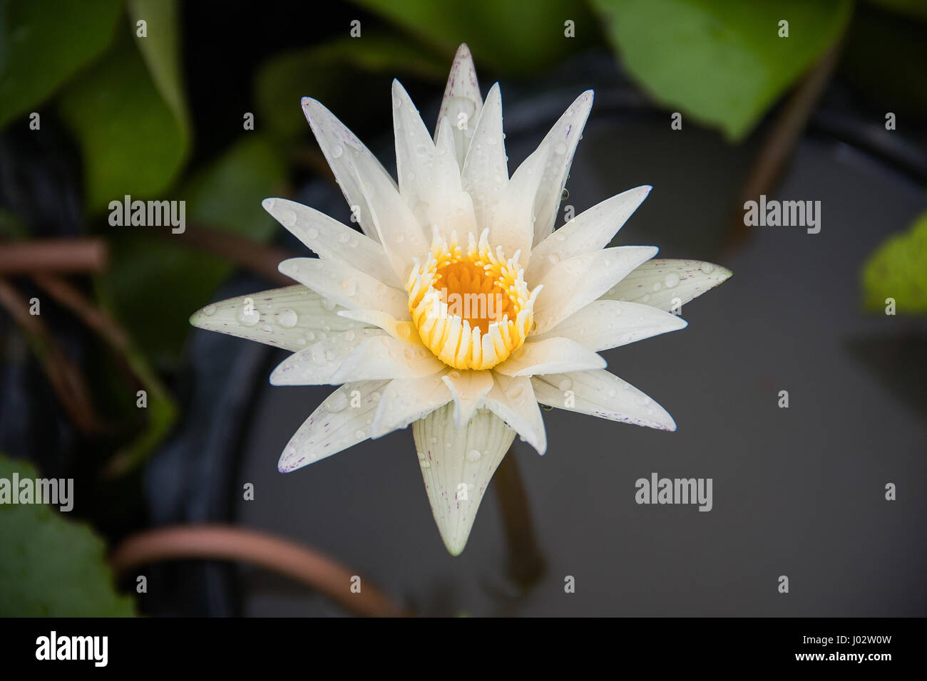 beautiful white color lotus on pond Stock Photo - Alamy