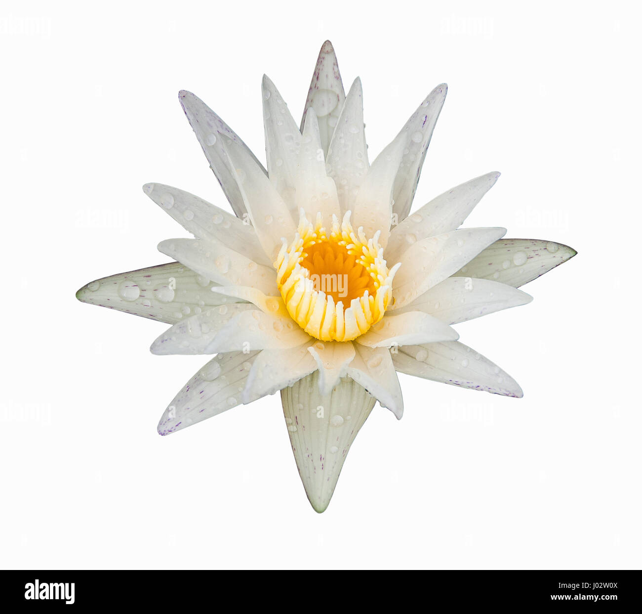 beautiful white color lotus on white background Stock Photo - Alamy