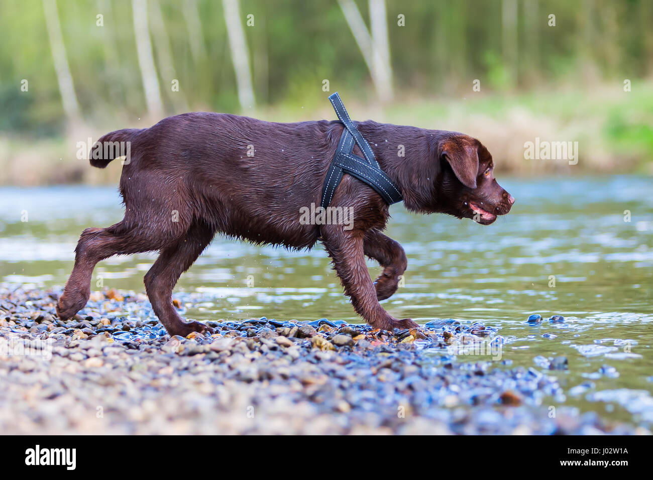 picture of a Labrador puppy in the river Stock Photo - Alamy