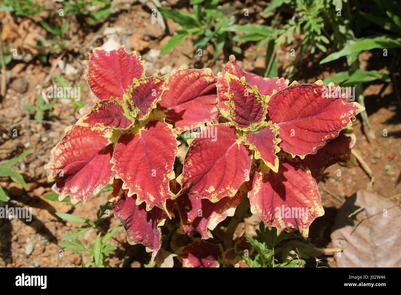A beautiful maroon leafy plant welcoming a new and fresh morning Stock ...