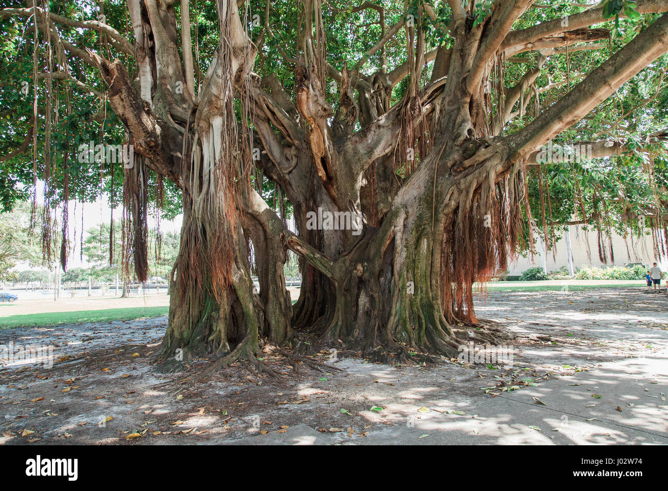 Vinoy Park in Saint Petersburg Florida Stock Photo - Alamy