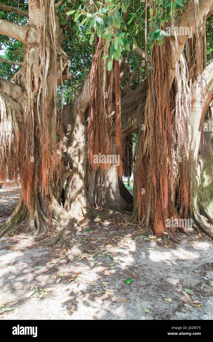 Vinoy Park in Saint Petersburg Florida Stock Photo - Alamy