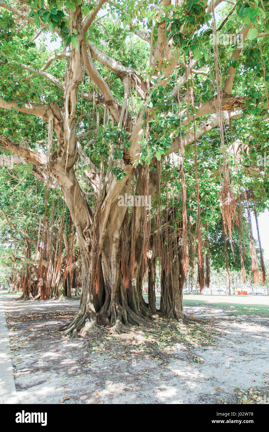 Vinoy Park in Saint Petersburg Florida Stock Photo - Alamy