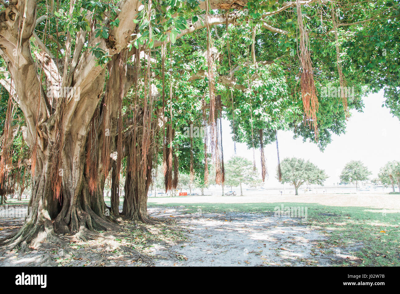 Vinoy Park in Saint Petersburg Florida Stock Photo - Alamy