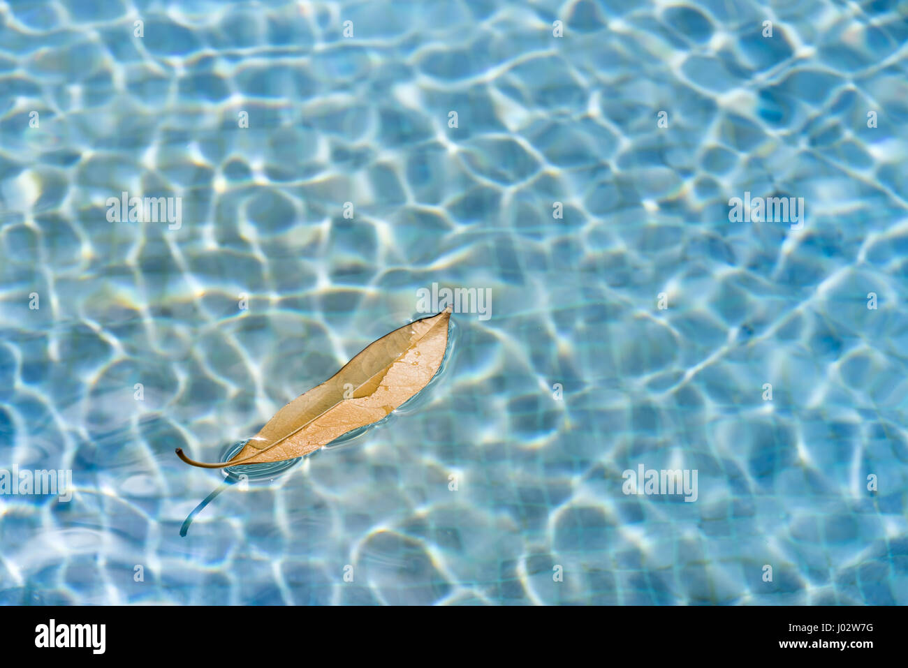 The leaves drop into the swimming pool.And floats on water Stock Photo ...