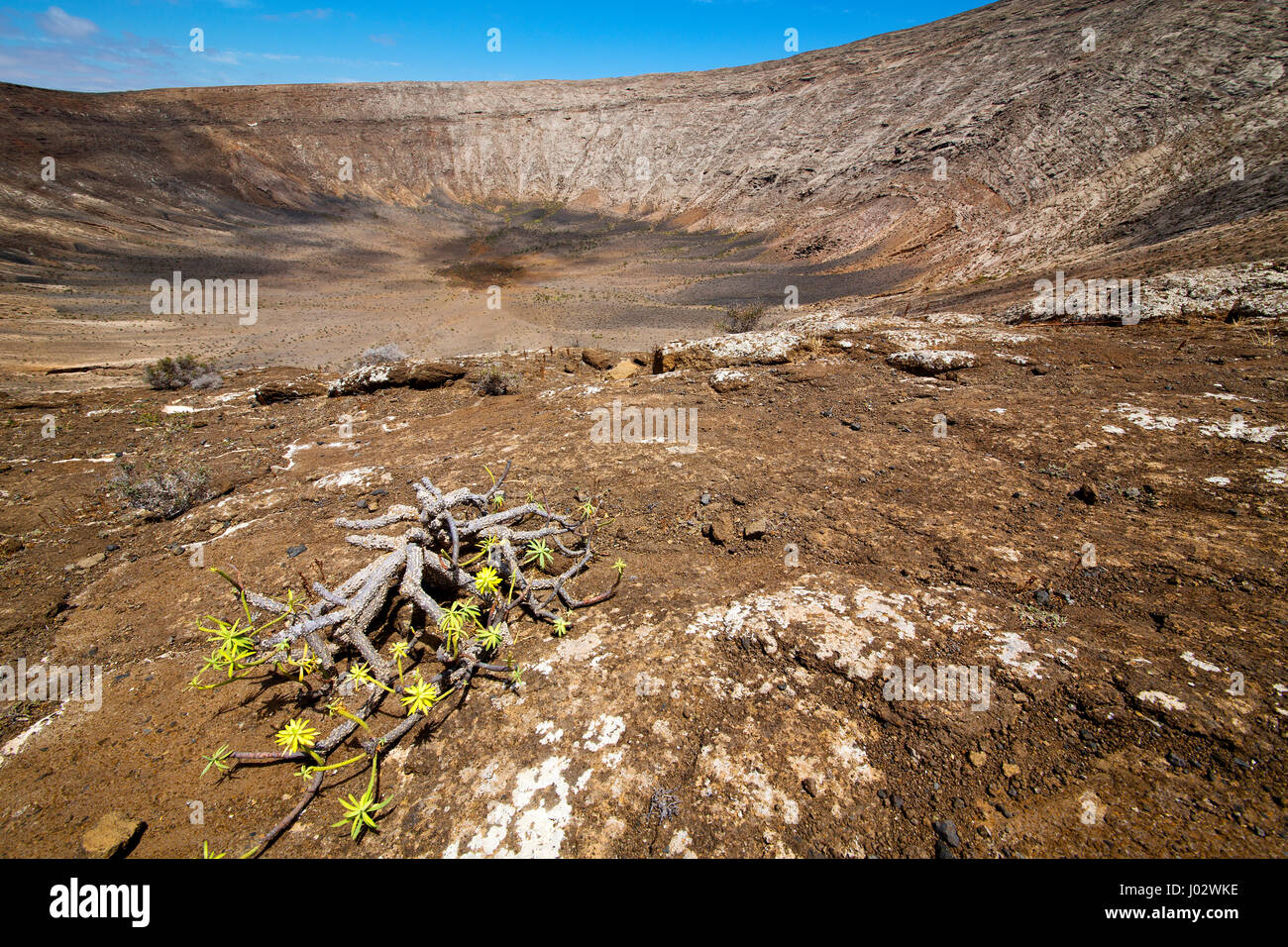flower plant bush timanfaya in los volcanes volcanic rock stone sky ...