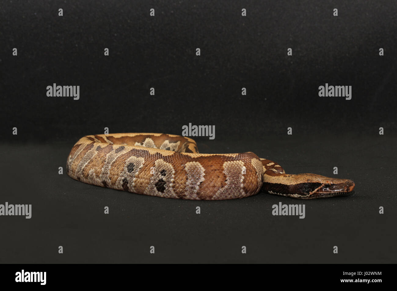 Malayan Blood Python Stock Photo - Alamy