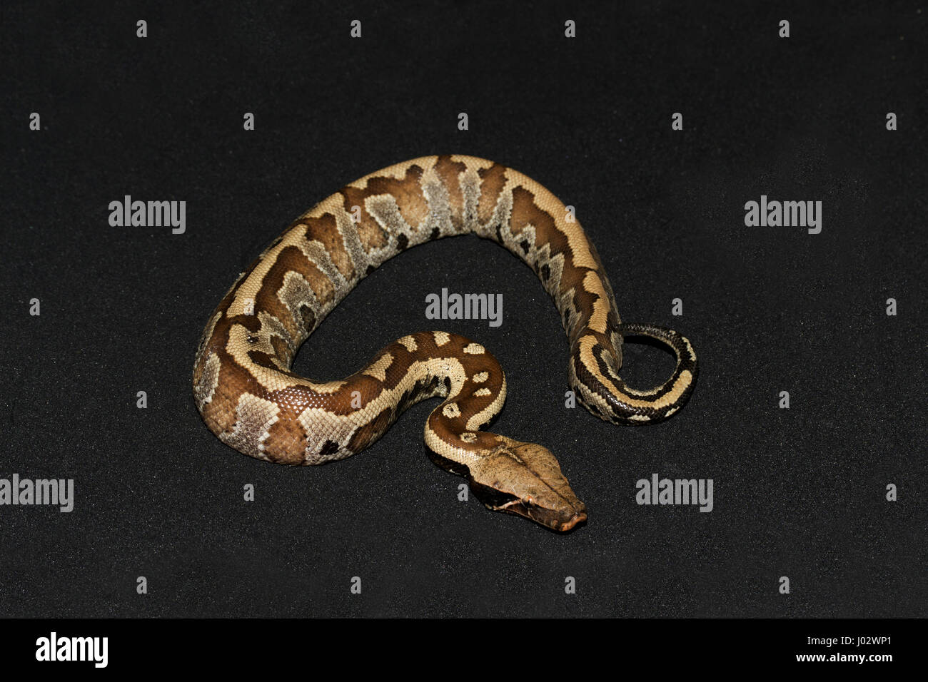 Python nature hi-res stock photography and images - Alamy