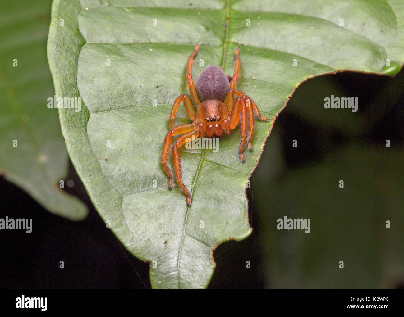 Rainforest spider hi-res stock photography and images - Alamy
