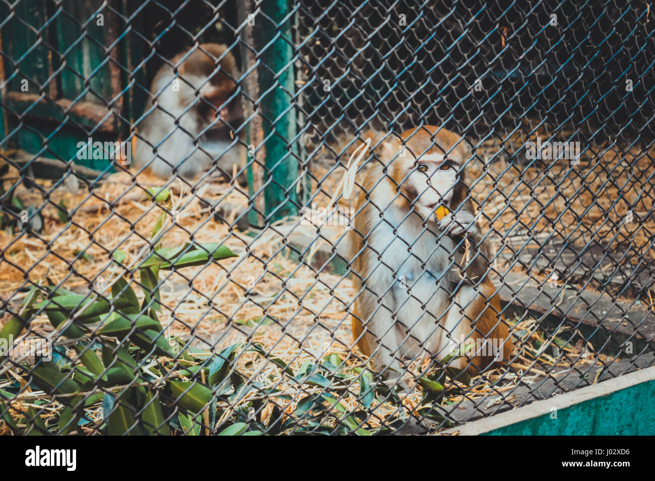 giza, egypt, march 4, 2017: rhesus macaque eating in cage at giza zoo ...