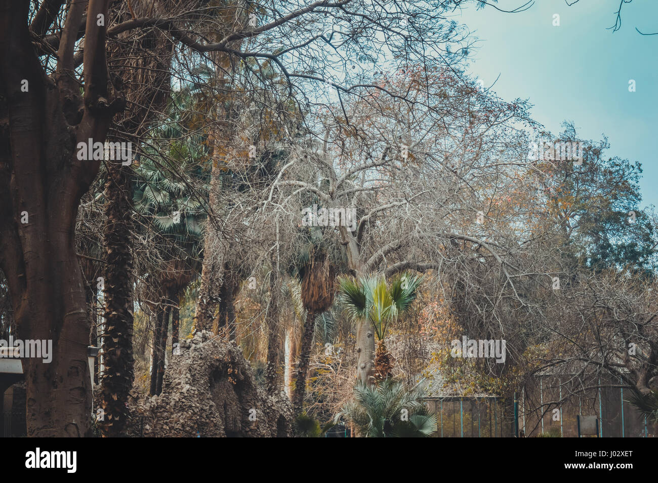 Giza forest hi-res stock photography and images - Alamy