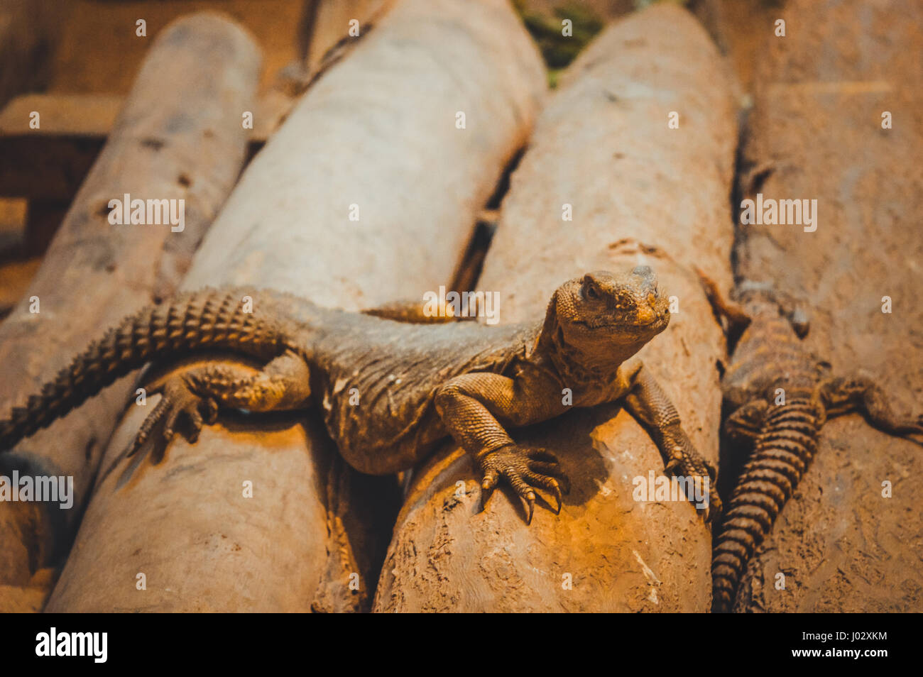 closeup of lizard background Stock Photo - Alamy