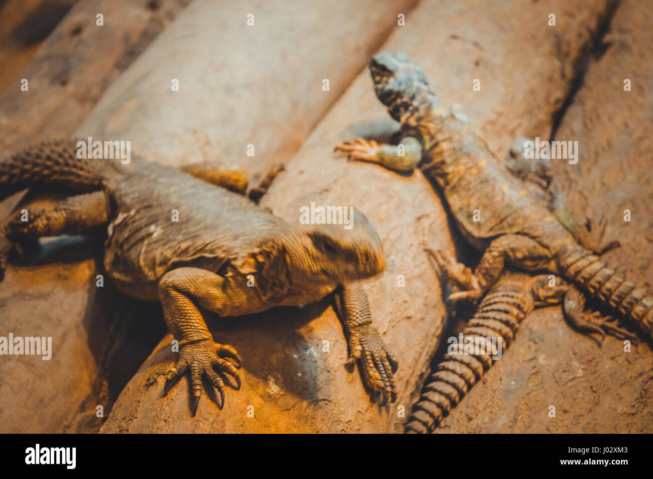 closeup of lizard background Stock Photo - Alamy