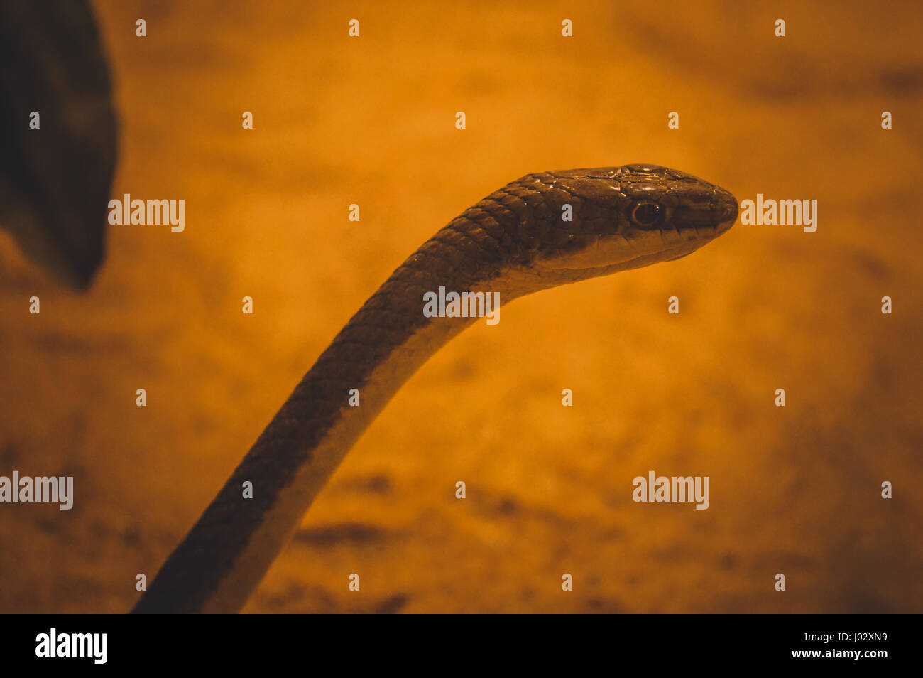 closeup of snake face Stock Photo - Alamy