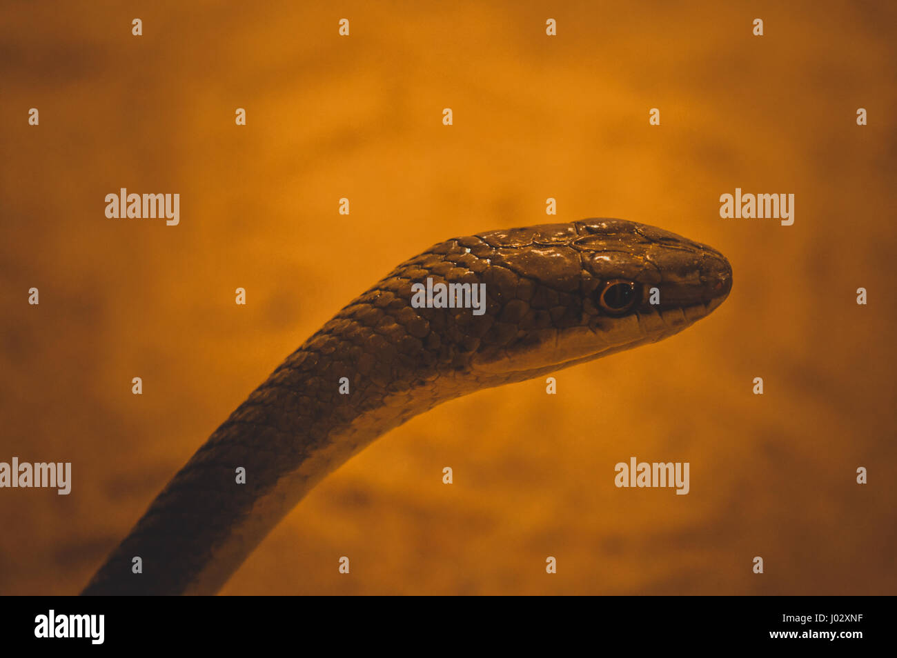 closeup of snake face Stock Photo - Alamy