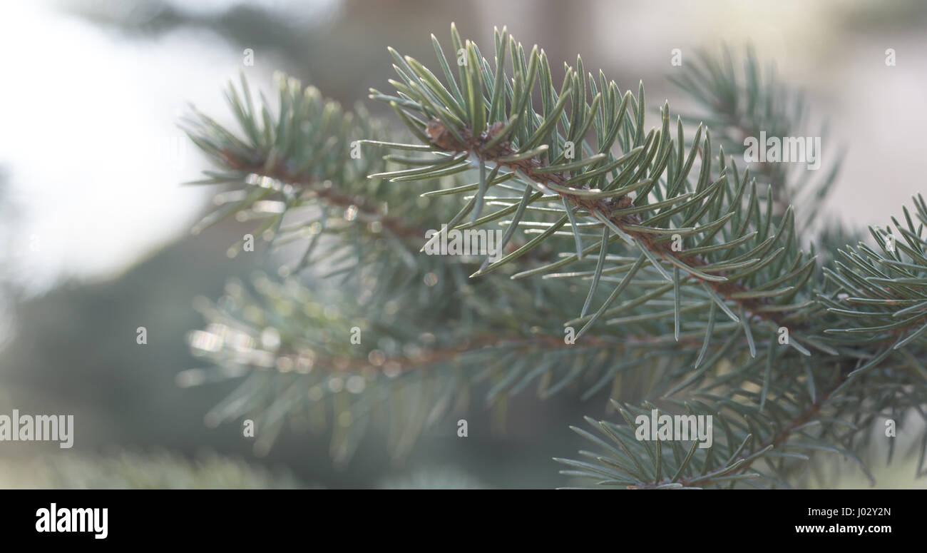 blue spruce branches in spring sunny day closeup, 4k photo Stock Photo ...
