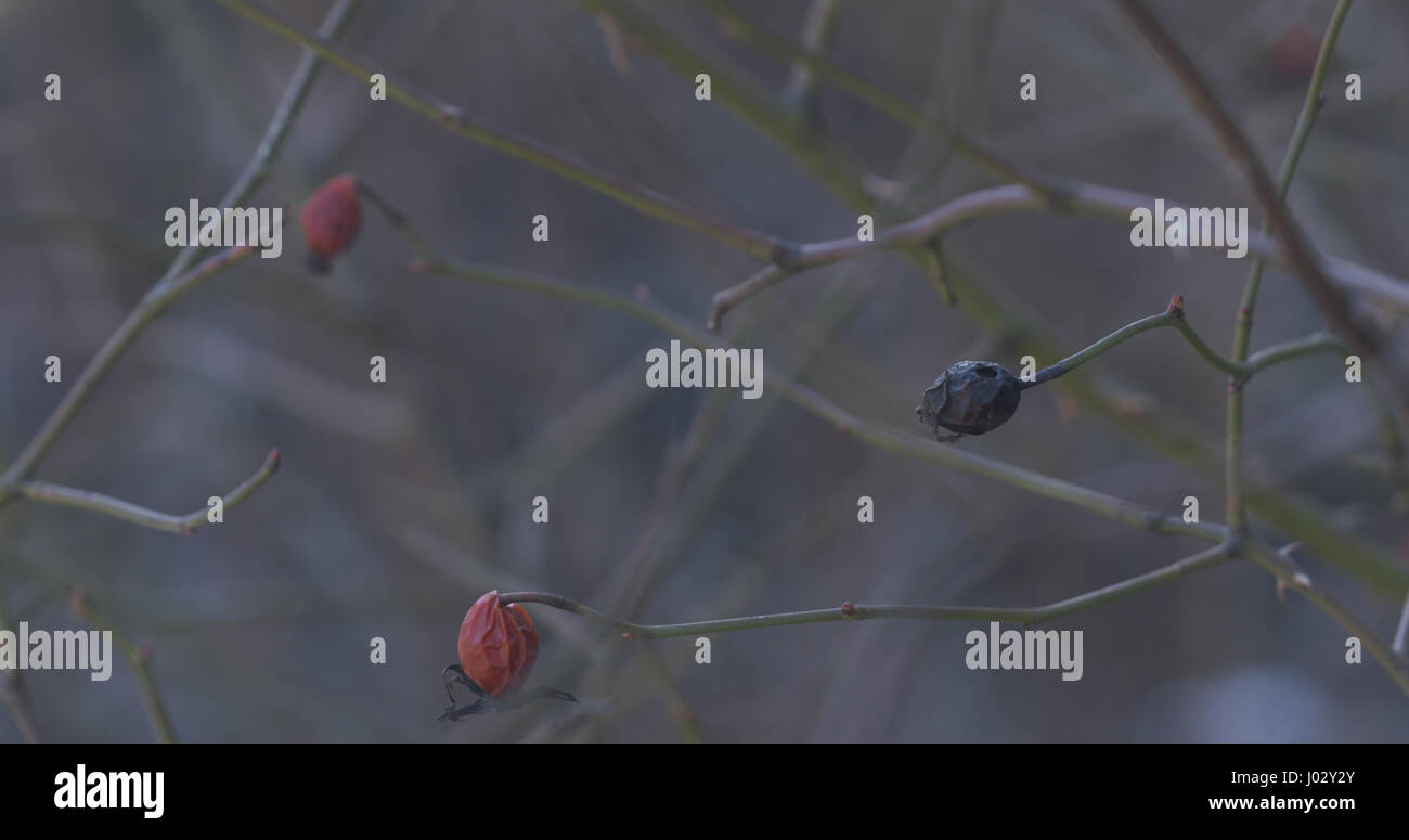 dry briar berries in early spring, 4k photo Stock Photo - Alamy