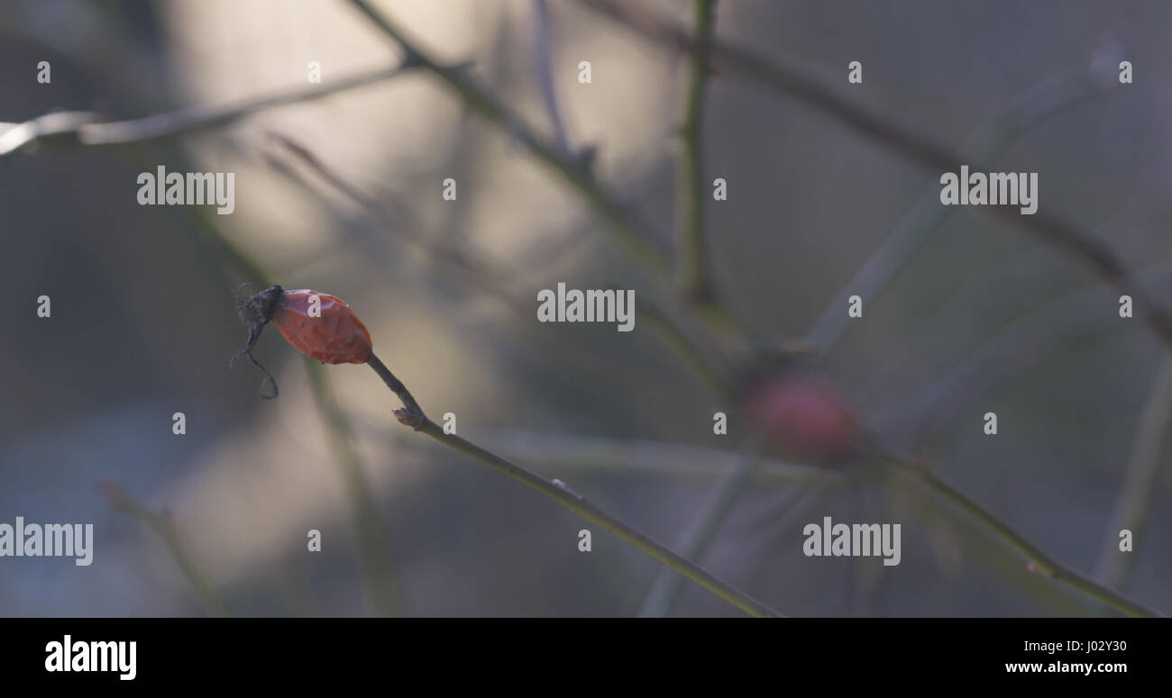 dry briar berries in early spring, 4k photo Stock Photo - Alamy