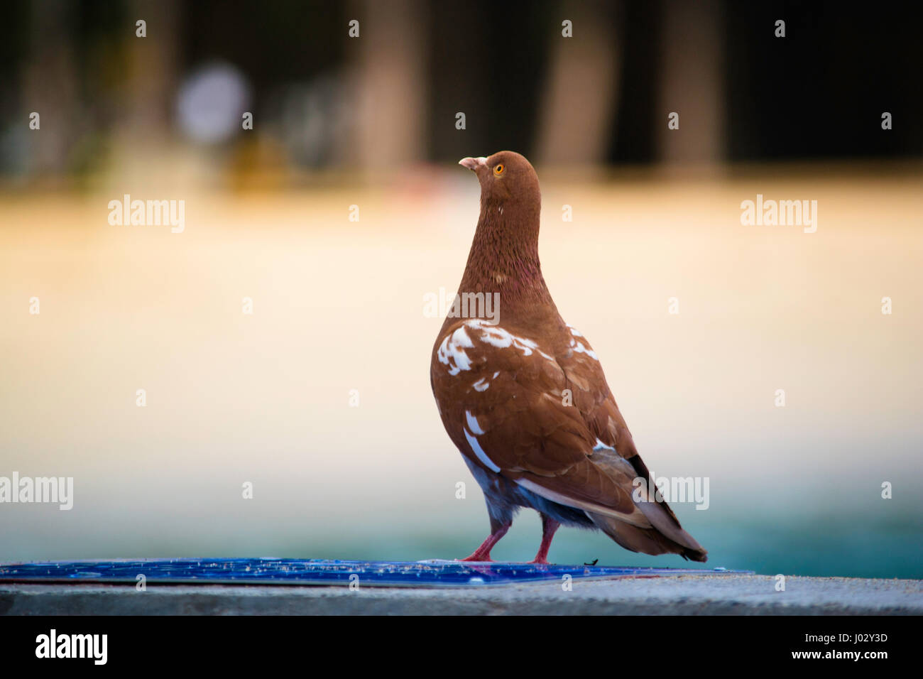 White brown pigeon hi-res stock photography and images - Alamy