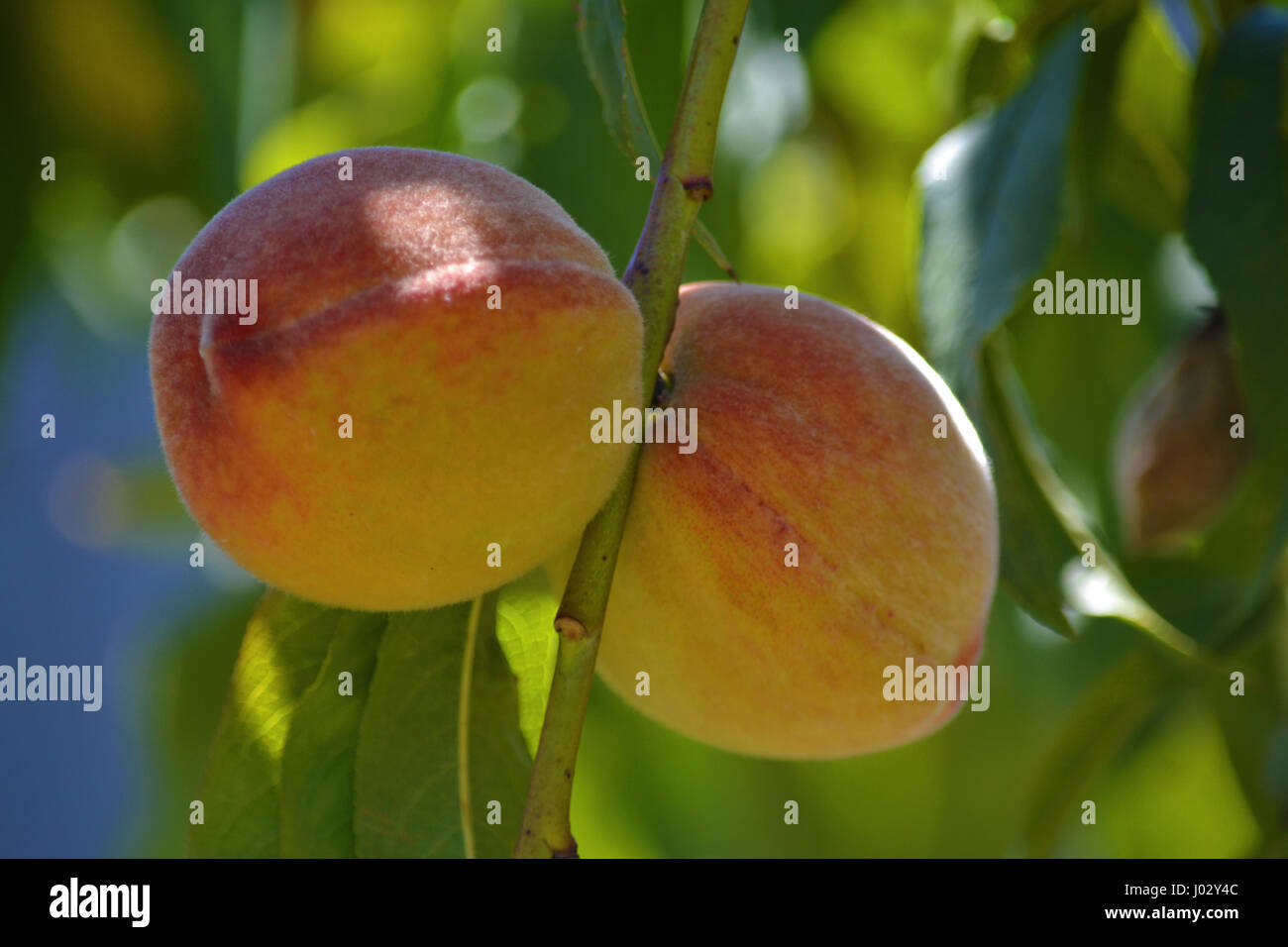 Pair of Peaches Stock Photo - Alamy