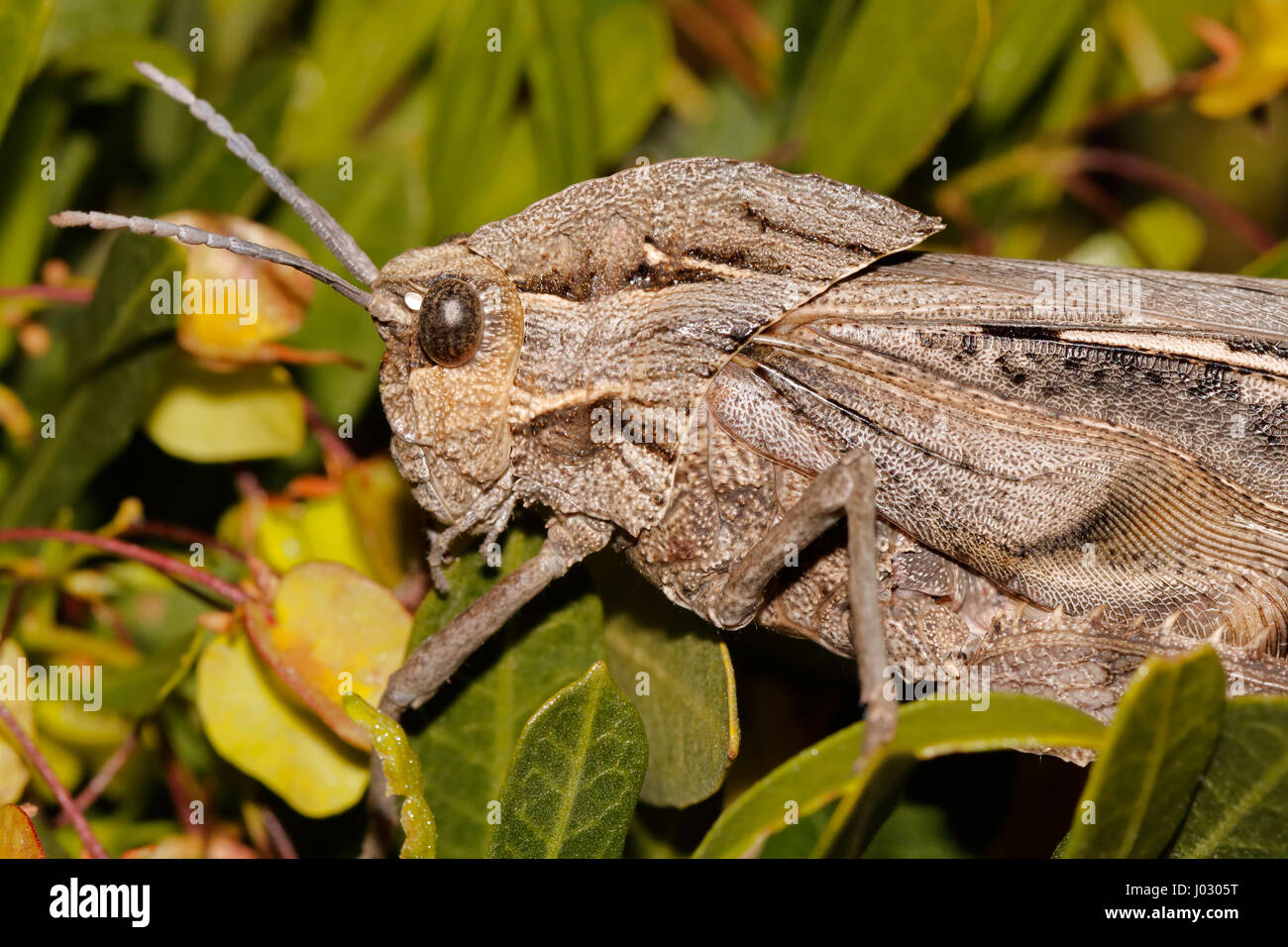 South african grasshopper hi-res stock photography and images - Alamy