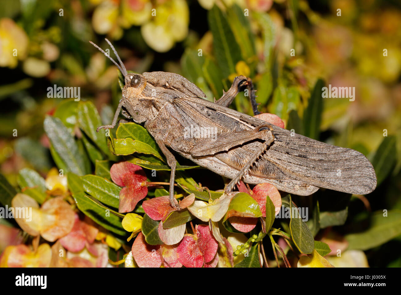 South african grasshopper hi-res stock photography and images - Alamy