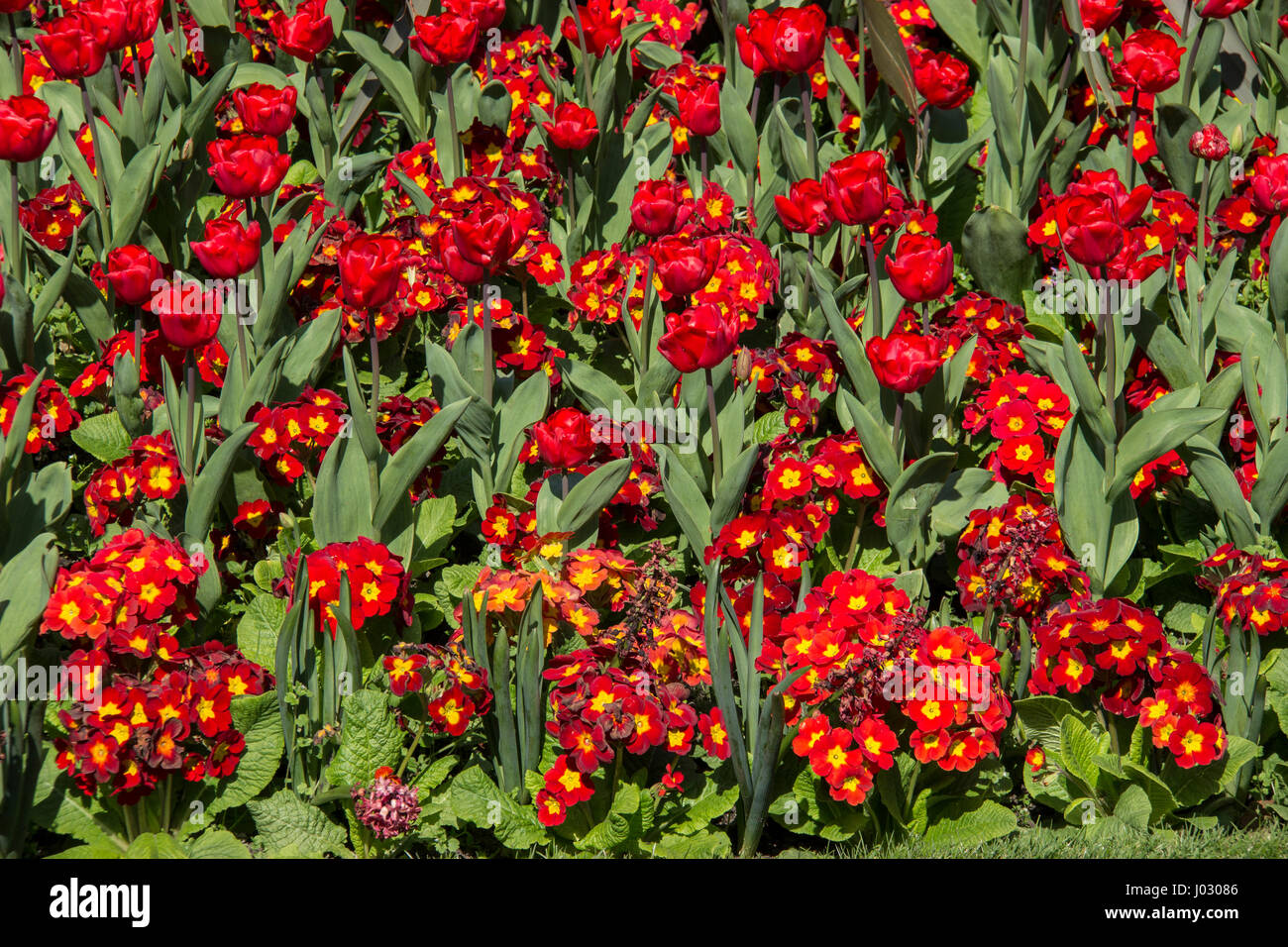 Flowers in Saint Stephen's Green Stock Photo - Alamy