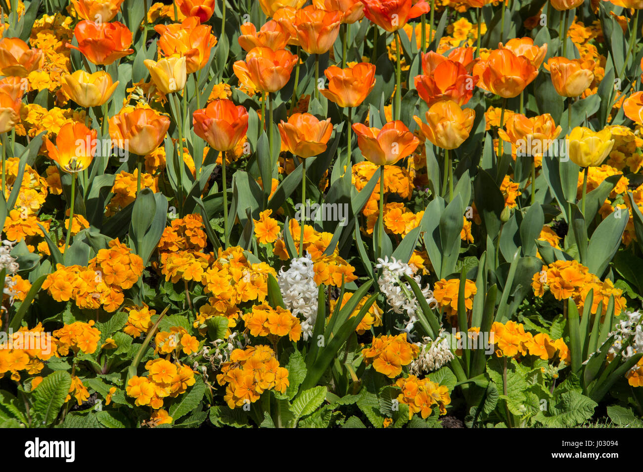 Flowers in Saint Stephen's Green Stock Photo - Alamy