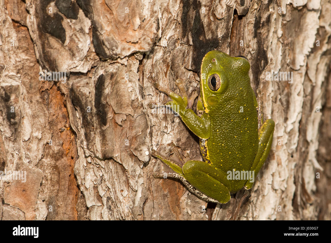 Florida tree frog hi-res stock photography and images - Alamy