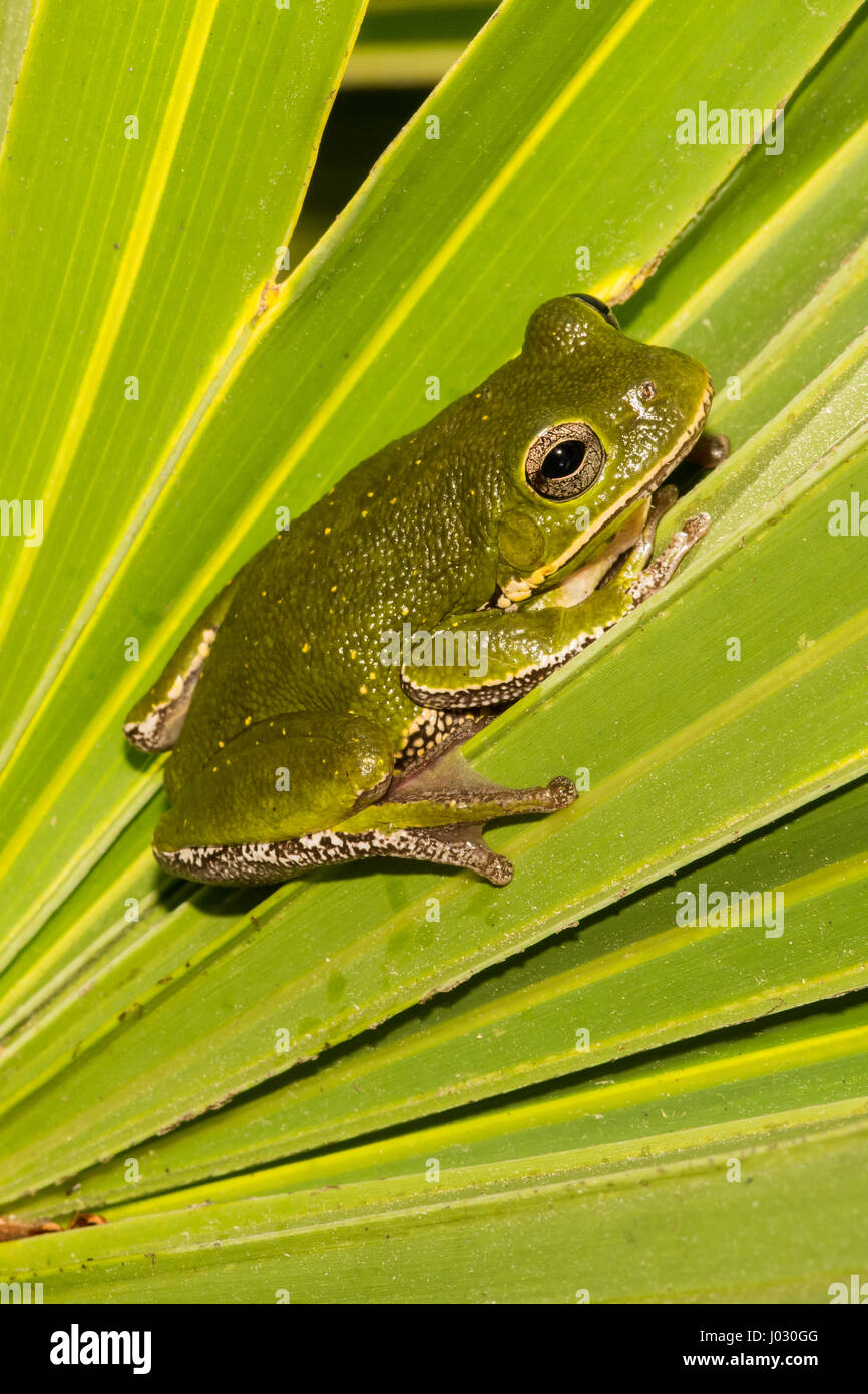 A close up of a Barking Tree Frog in Florida Stock Photo - Alamy