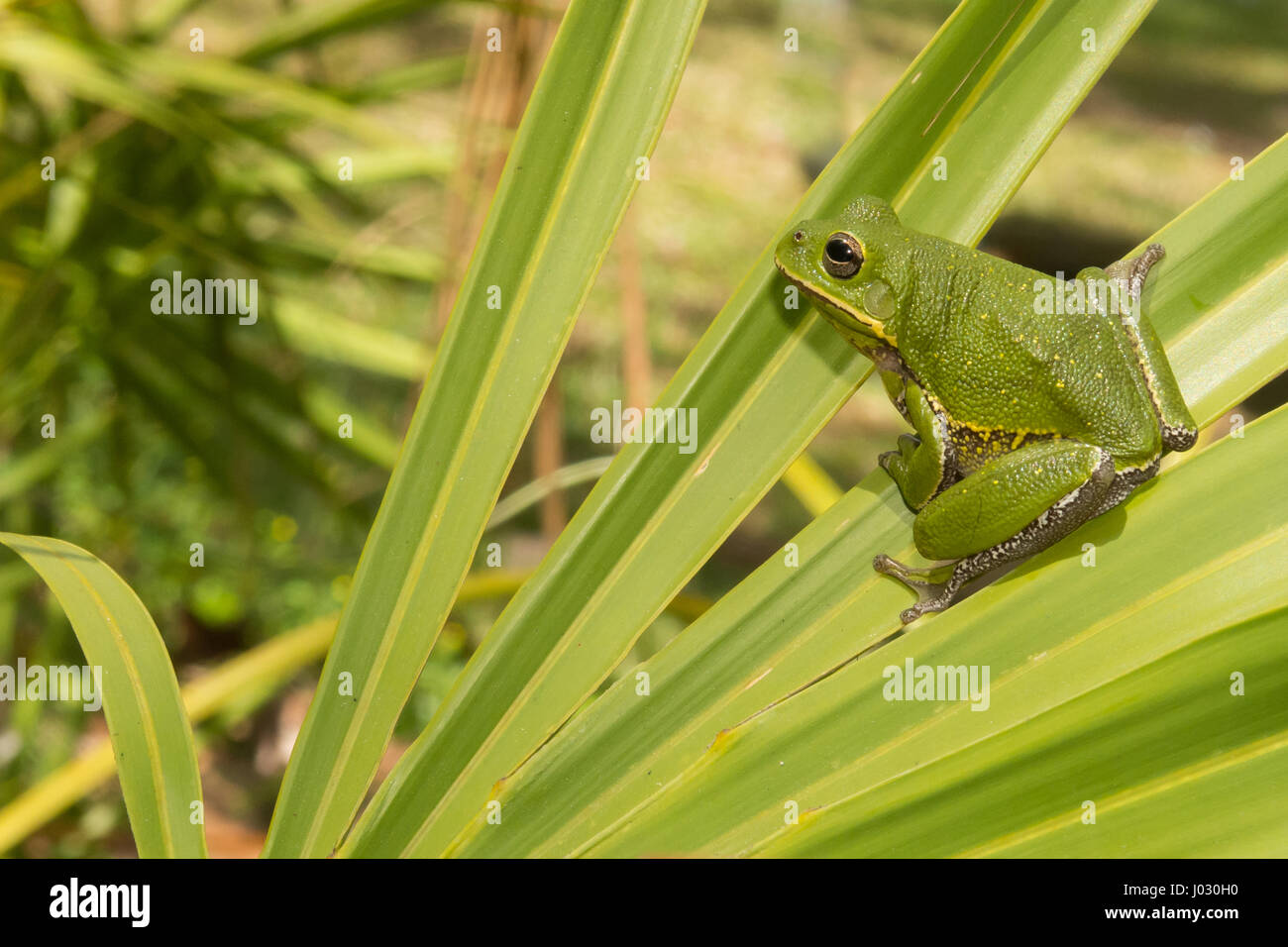 A close up of a Barking Tree Frog in Florida Stock Photo - Alamy