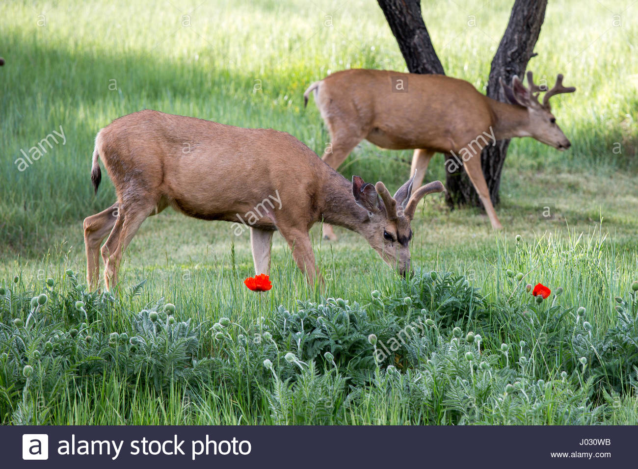 Pudu Deer Stock Photos & Pudu Deer Stock Images - Alamy