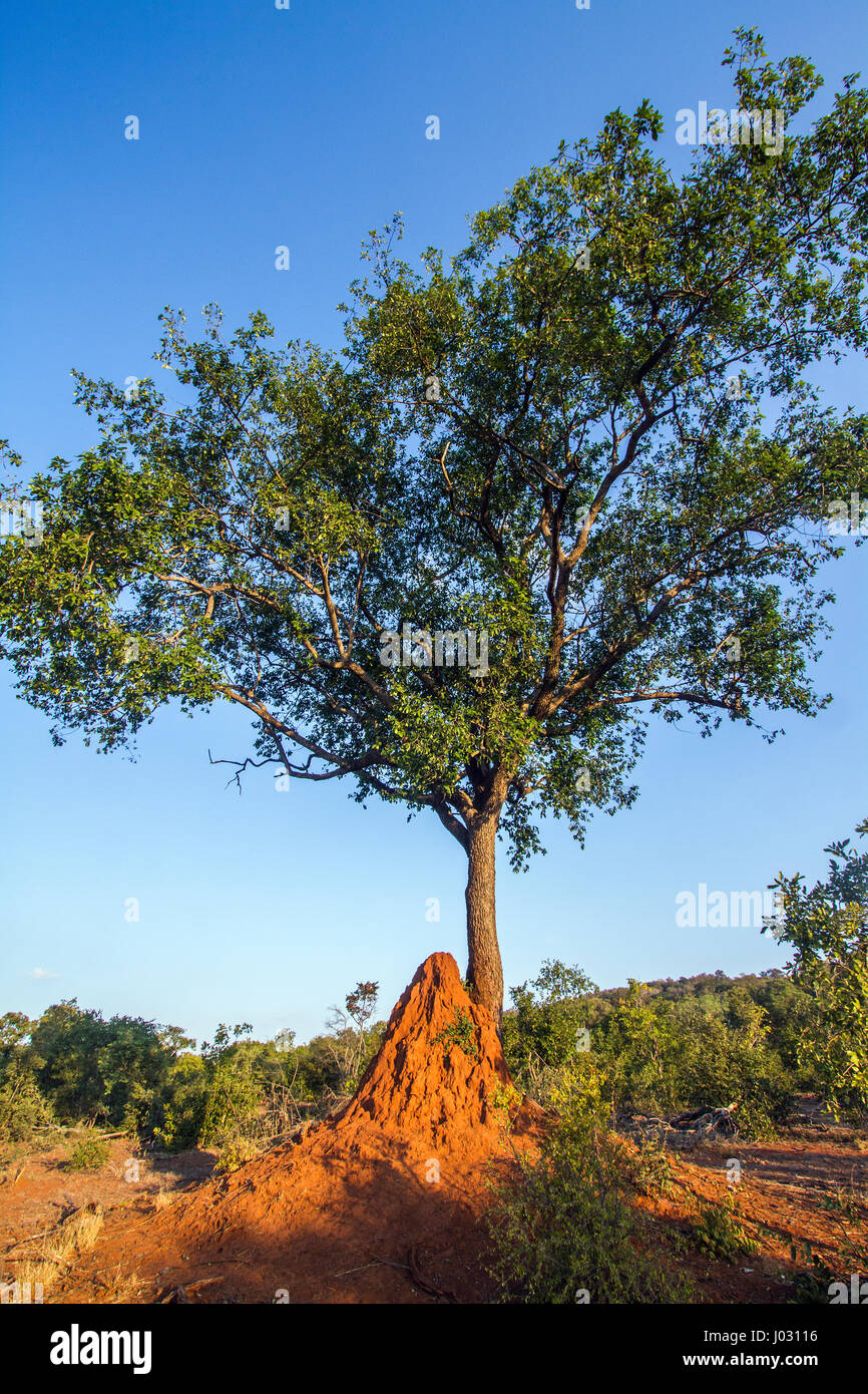 Punda maria kruger hi-res stock photography and images - Alamy