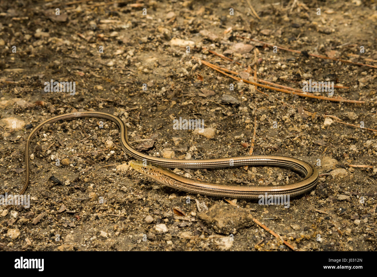 A Slender Glass Lizard foraging on the ground at Apalachicola National ...