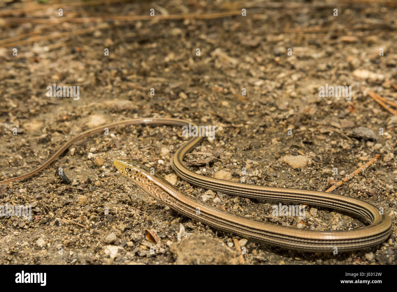 Legless High Resolution Stock Photography and Images - Alamy