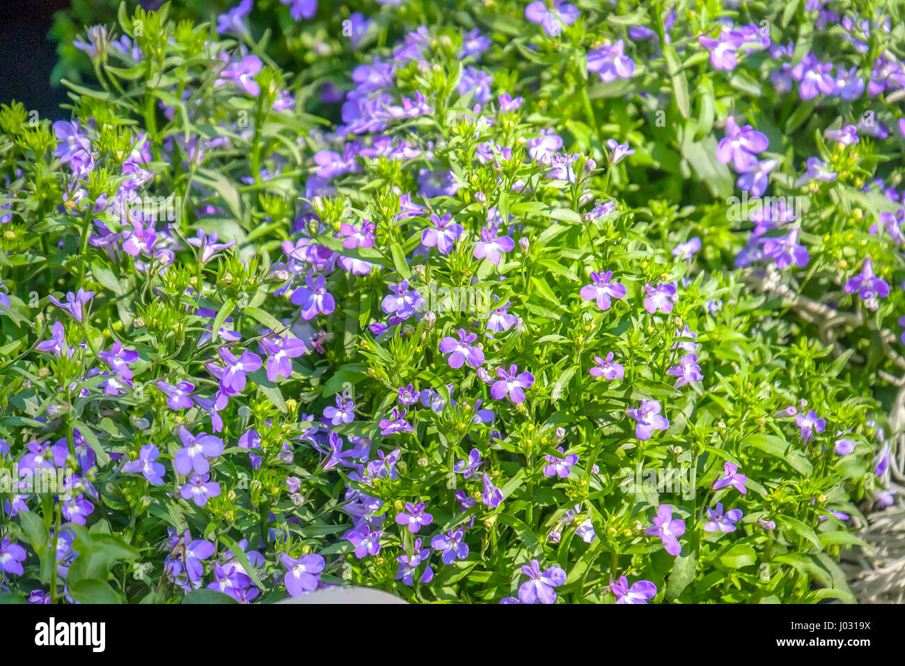 Lobelia Erinus Leaf