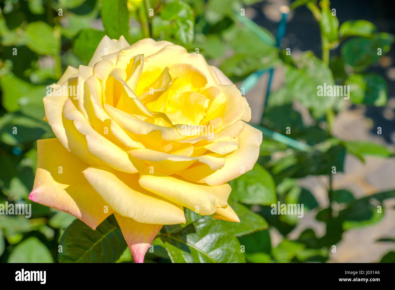 Elina rose hi-res stock photography and images - Alamy