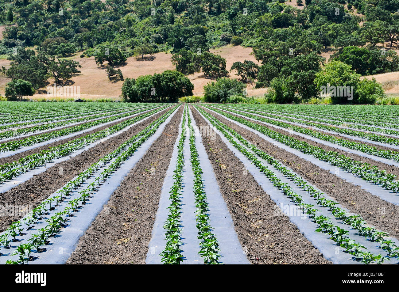 Agriculture farming field perspective hi-res stock photography and ...