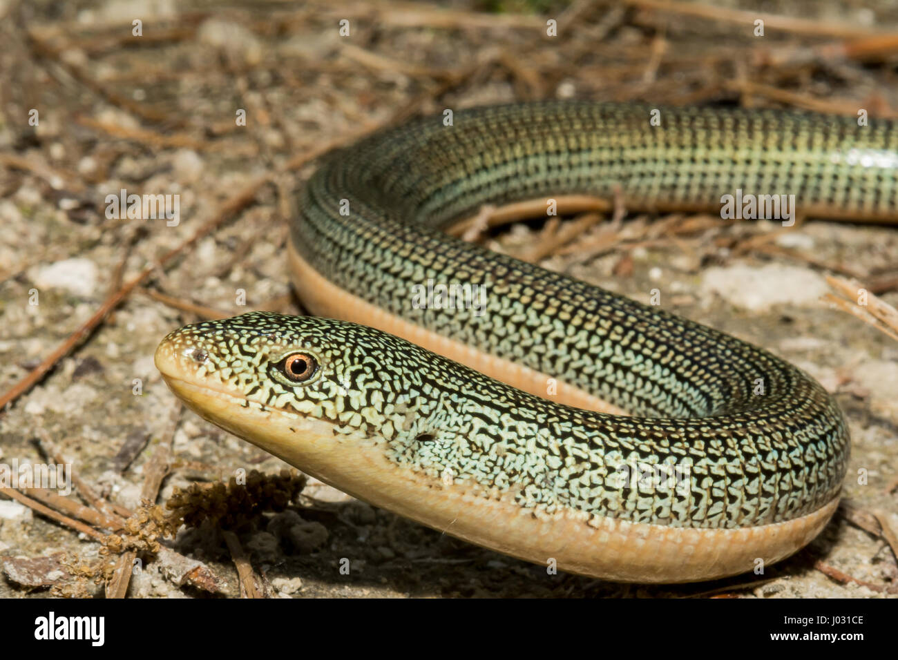 Glass lizard hi-res stock photography and images - Alamy