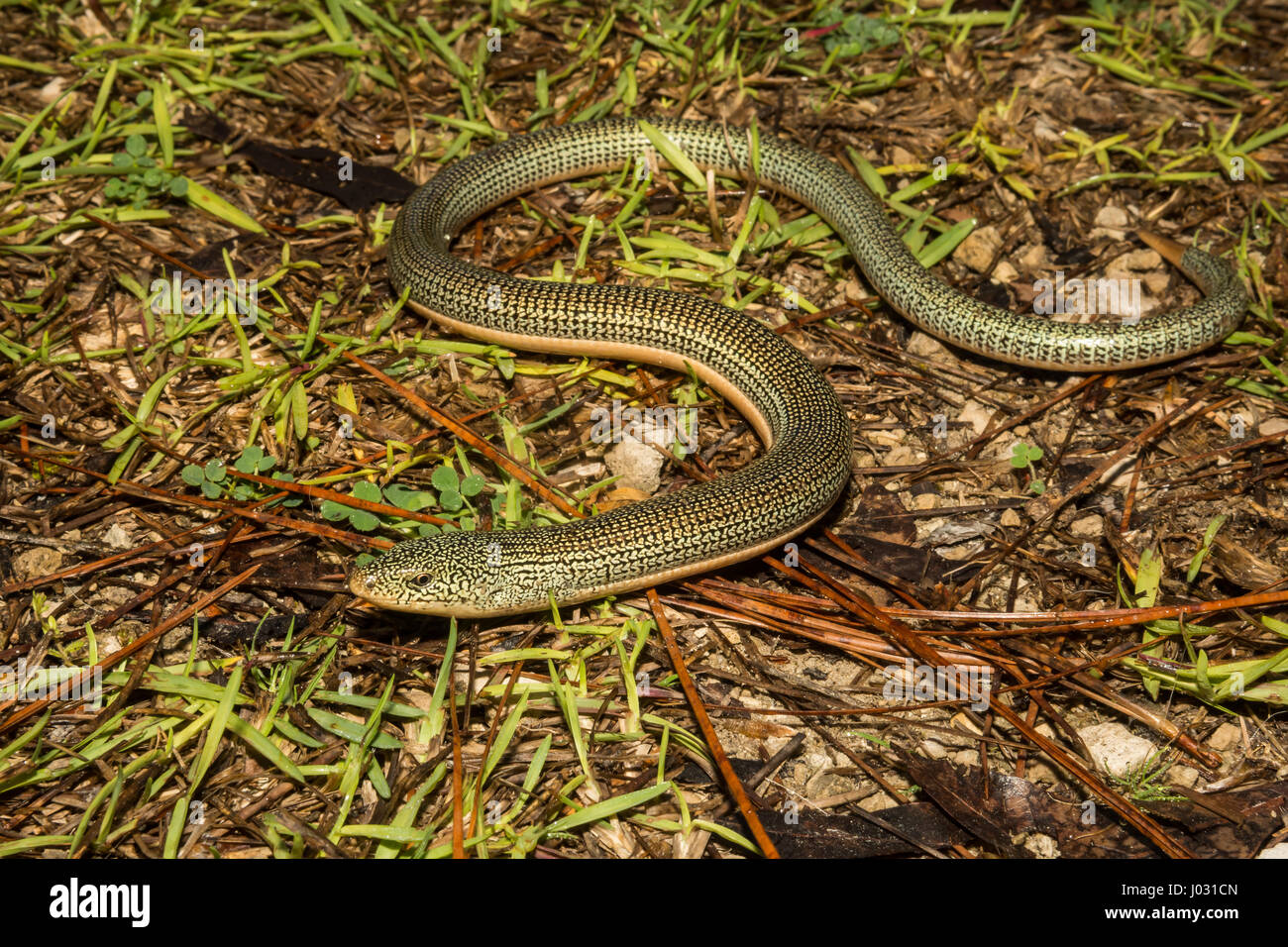 Eastern Glass Lizard Stock Photo - Alamy