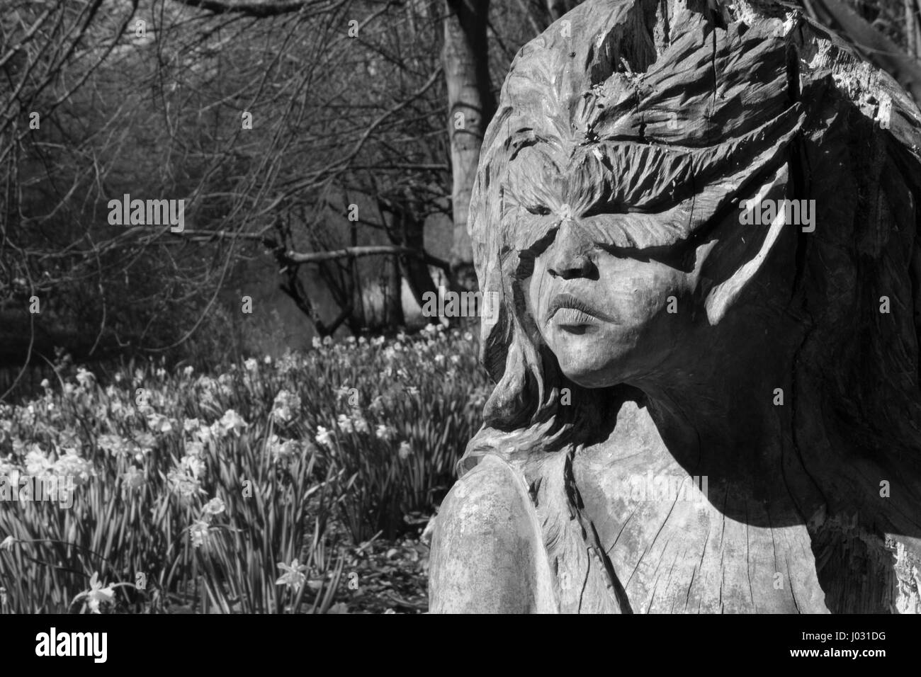 Spalted hamadryad Hardwick Hall Stock Photo - Alamy