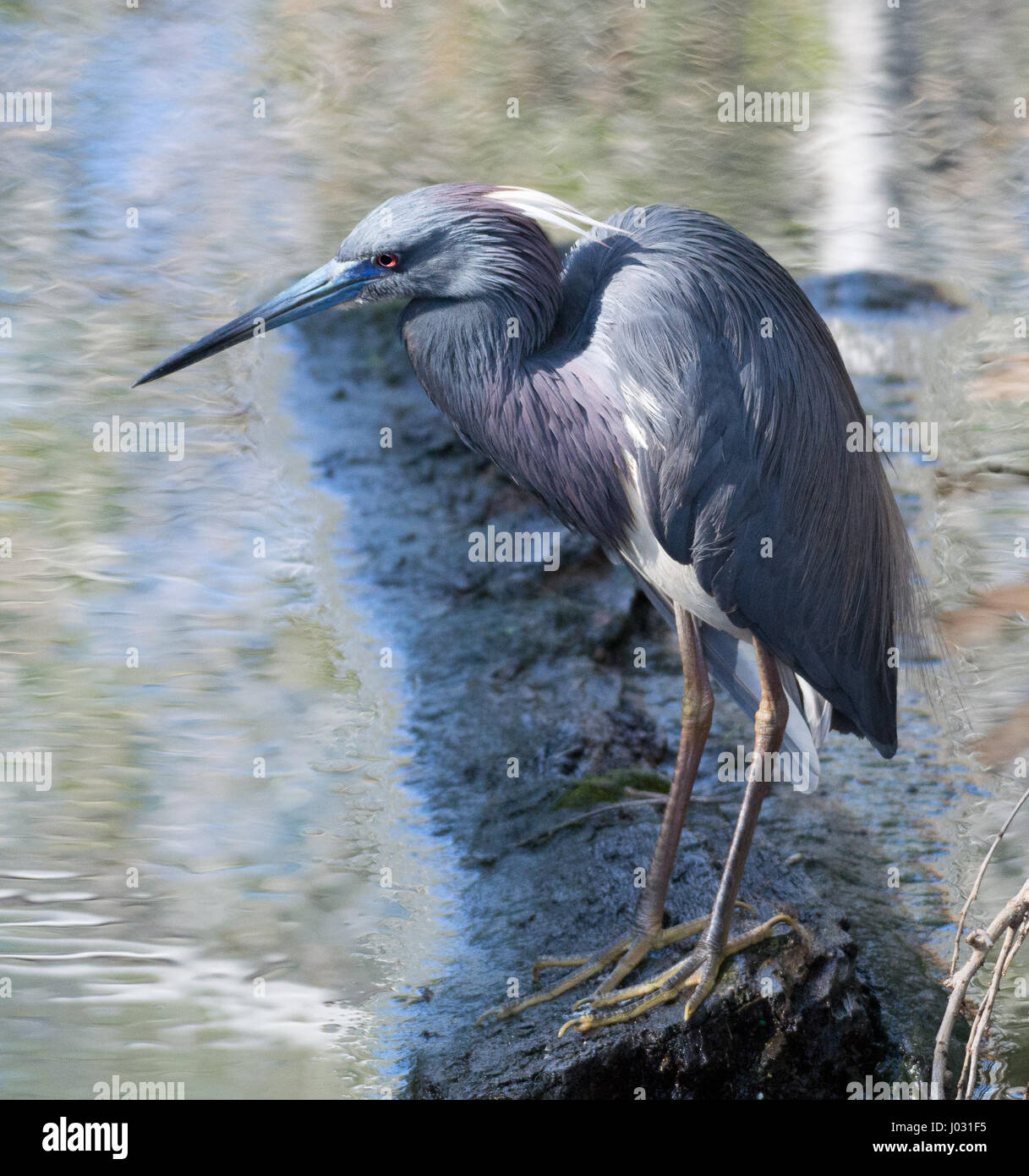 Tri color heron hi-res stock photography and images - Alamy
