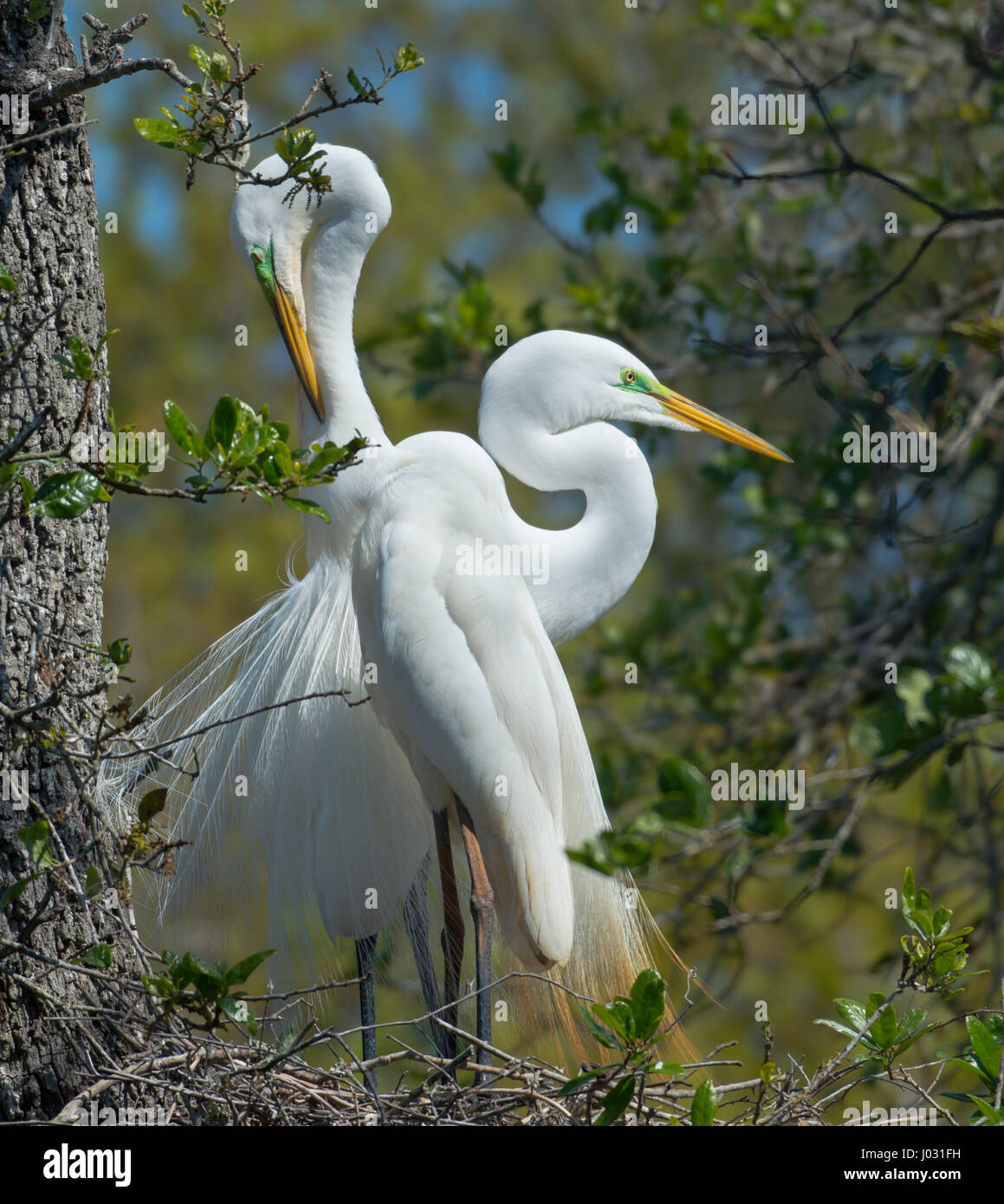 Great White Egret Stock Photo - Alamy