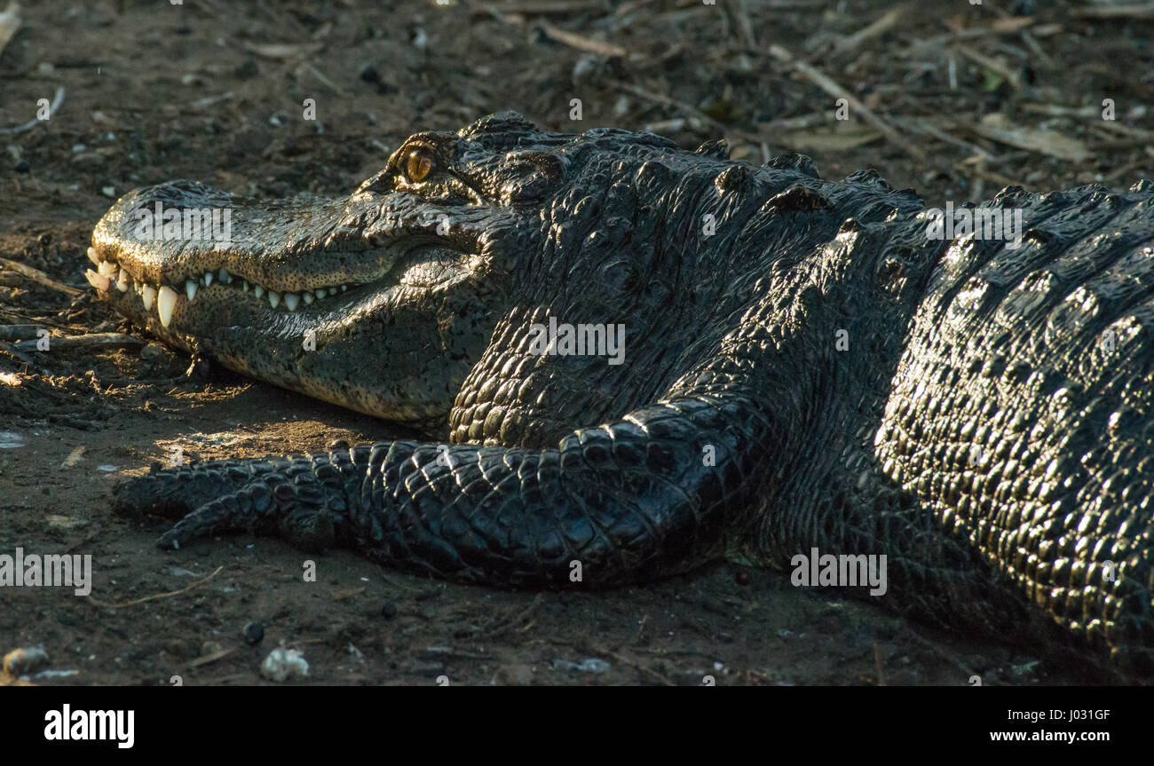 Alligator in dawn light Stock Photo - Alamy