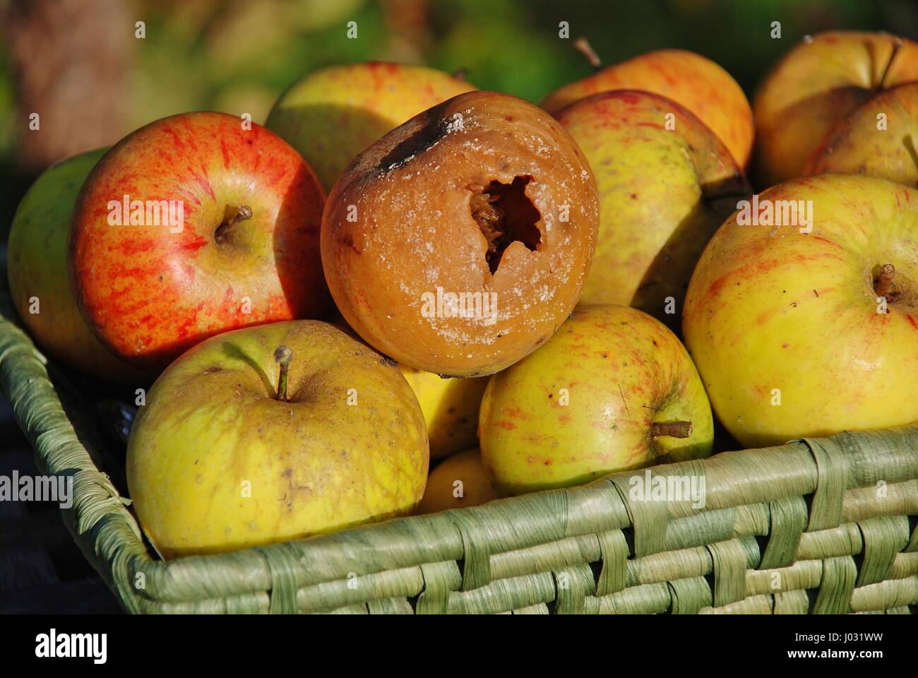 A rotten apple in a wicker basket of apples gathered in the garden ...
